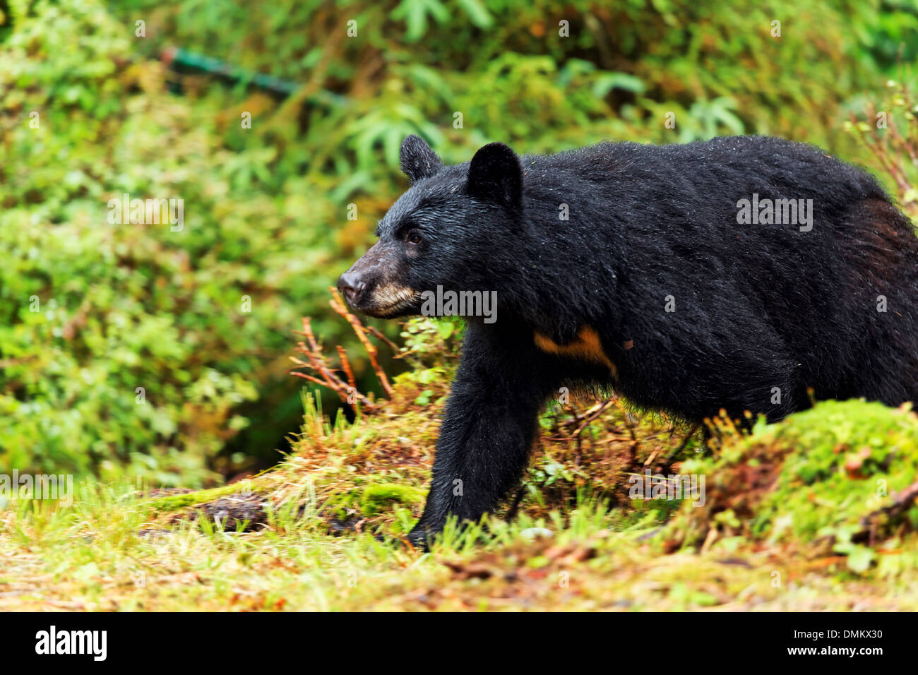 Black Bear Walking Through Forest Anan Wildlife Observatory Tongass