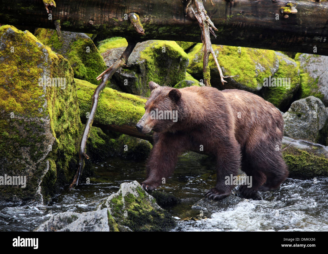 Female coastal brown bear on shore of Anan Creek, Anan Wildlife ...