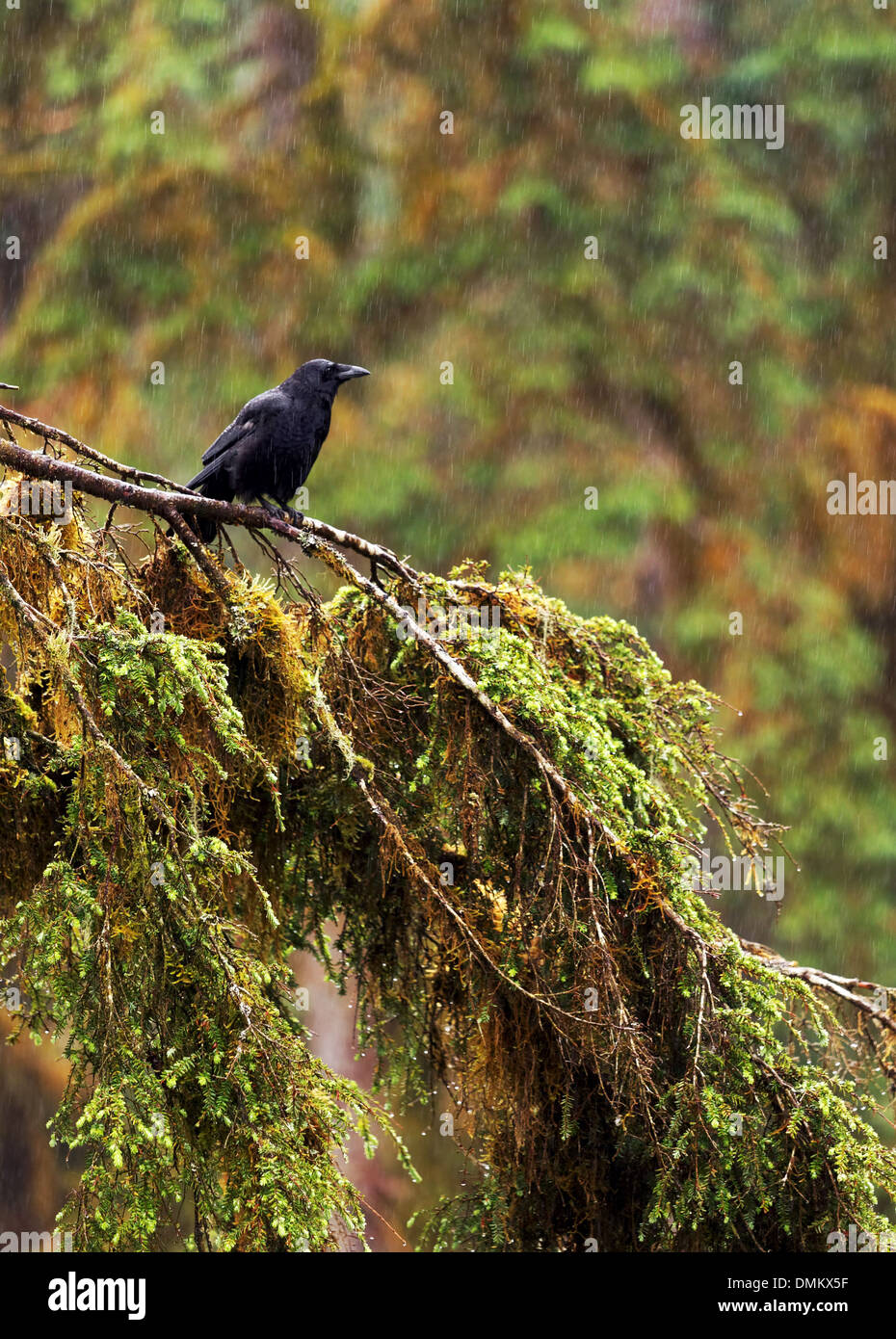 An American Crow stands on a tree branch in the rain, Anan Wildlife ...