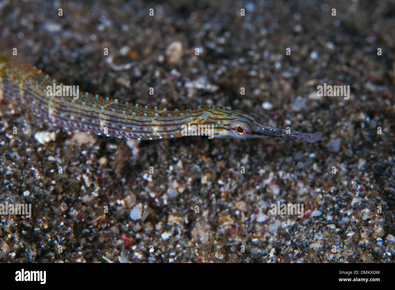 Corythoichthys hi-res stock photography and images - Alamy