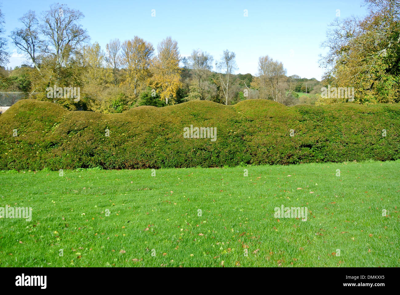 Old yew hedge hi-res stock photography and images - Alamy
