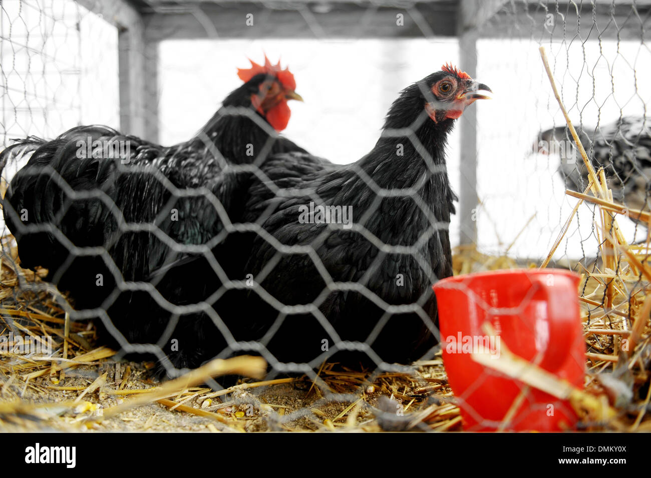 Hen inside cage hi-res stock photography and images - Alamy