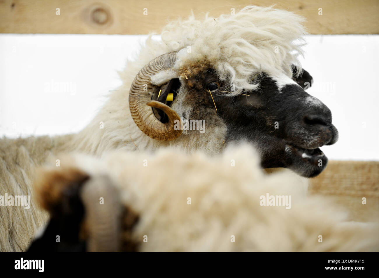 Sheep inside a pen at an agricultural fair Stock Photo - Alamy
