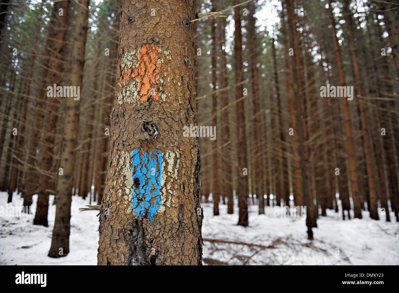 Tree paint markings hi-res stock photography and images - Alamy