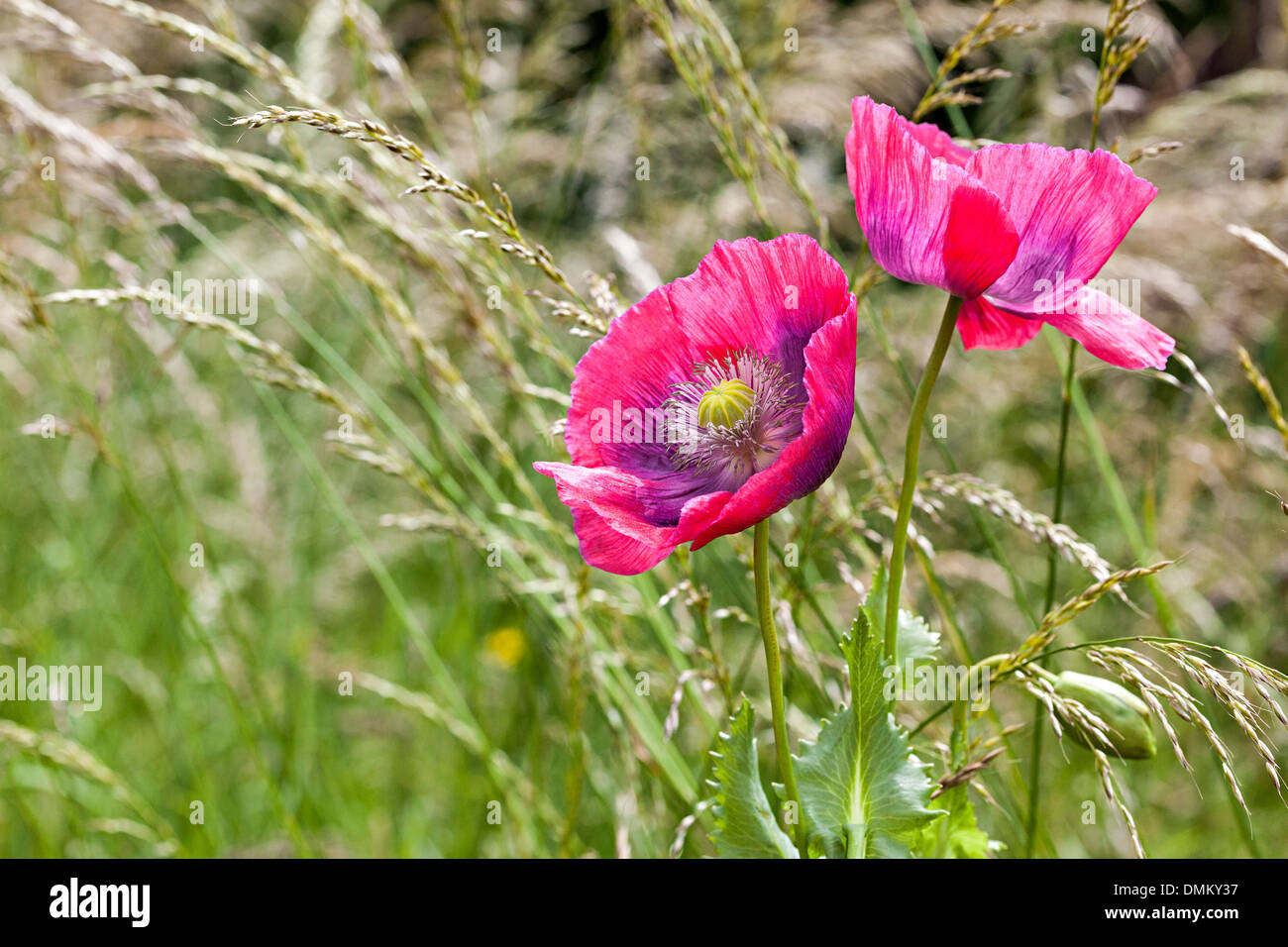 Poppy stamen hi-res stock photography and images - Alamy