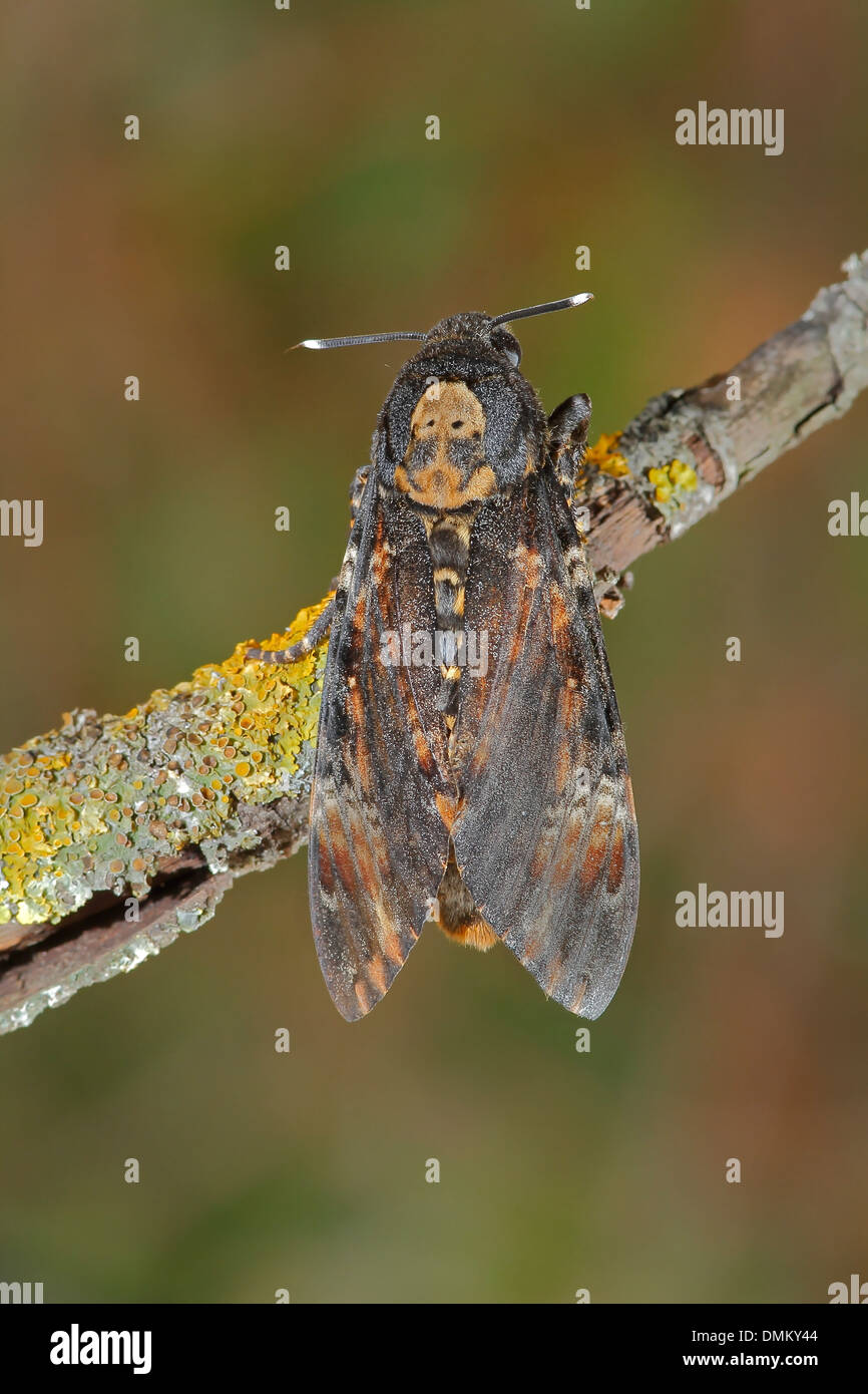 Dead´s Head Hawkmoth, Acherontia atropos Stock Photo - Alamy
