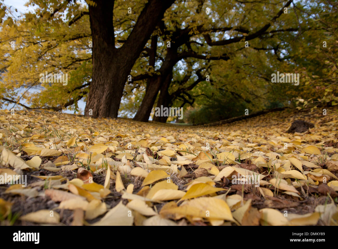 Shedding period hi-res stock photography and images - Alamy
