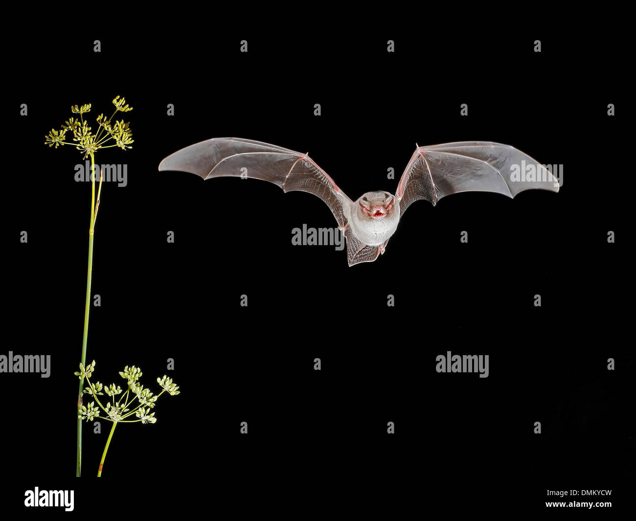 Common Bent-wing Bat, Miniopterus schreibersii in flight Stock Photo ...
