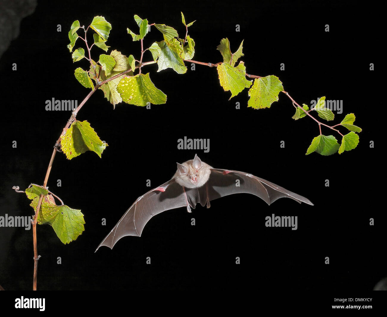 Greater Horseshoe Bat, Rhinolophus ferrum-equinum in flight Stock Photo ...