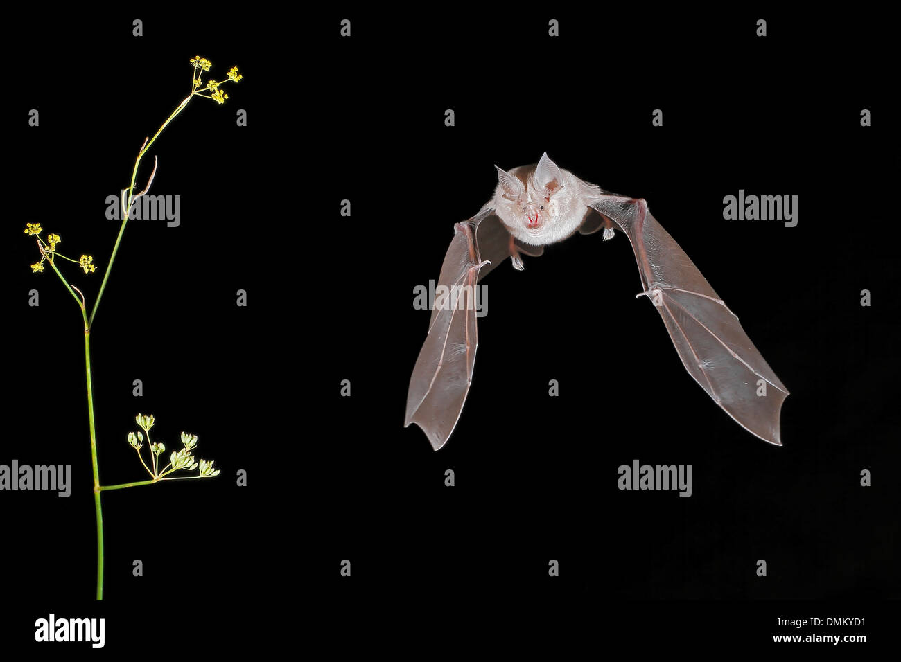 Greater Horseshoe Bat, Rhinolophus ferrum-equinum in flight Stock Photo ...