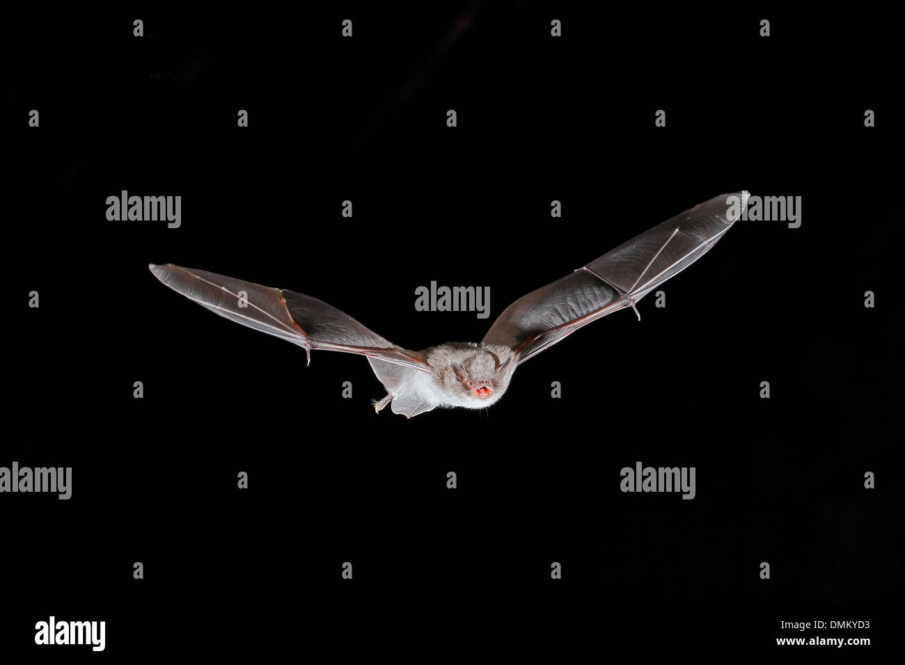 Long-fingered bat, Myotis capaccinii in flight Stock Photo - Alamy
