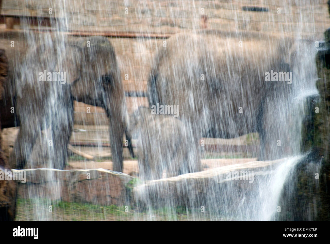 View of Indian elephants through a waterfall at Chester Zoo Stock Photo ...
