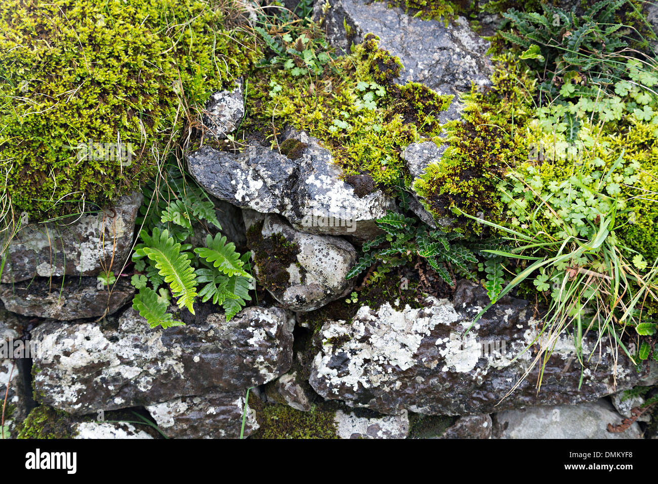 Mossy stone wall hi-res stock photography and images - Alamy