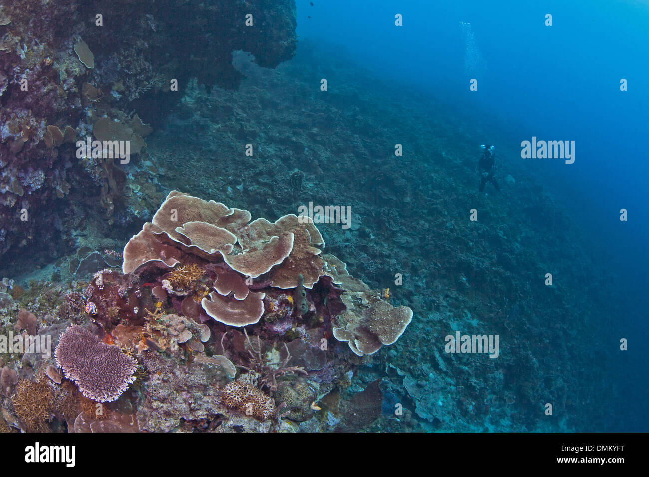 Leaf plate montipora hi-res stock photography and images - Alamy