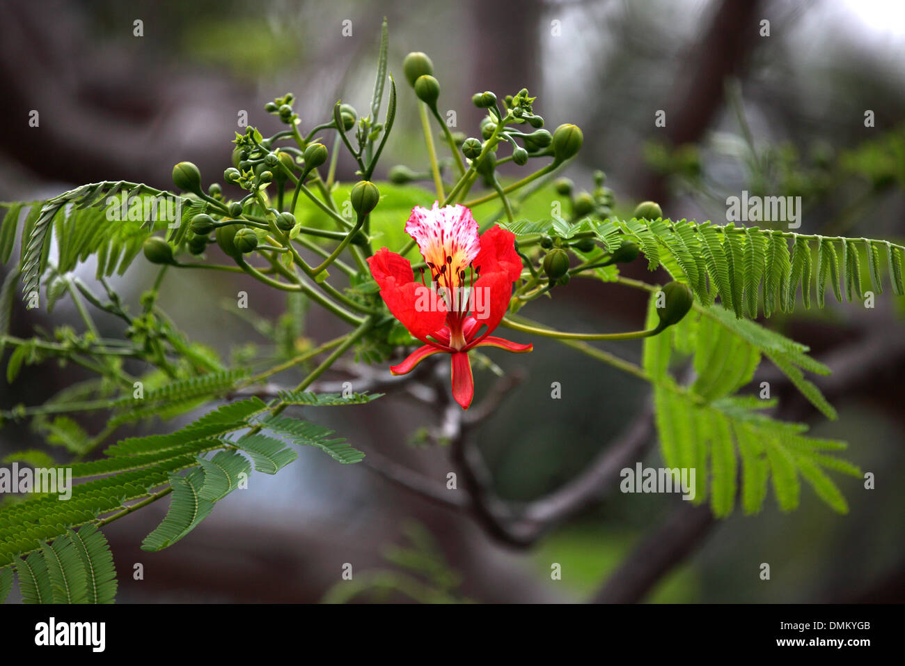 Flame tree flower hi-res stock photography and images - Alamy