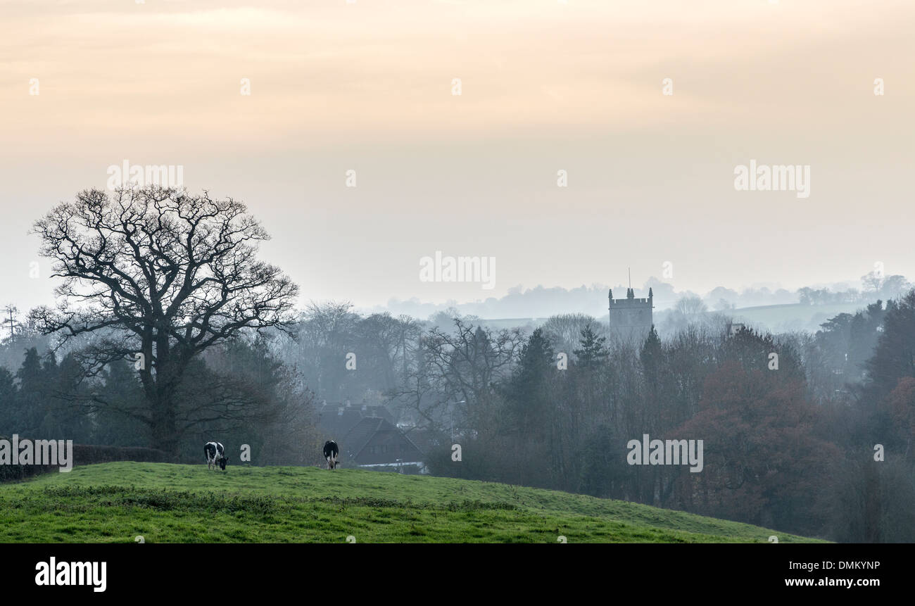 Cows in field with mist over trees and village with church at Raglan ...