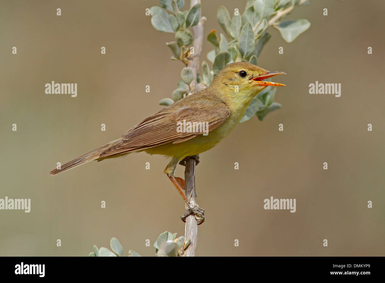 Melodious Warbler, Hippolais polyglotta in a bush Stock Photo - Alamy