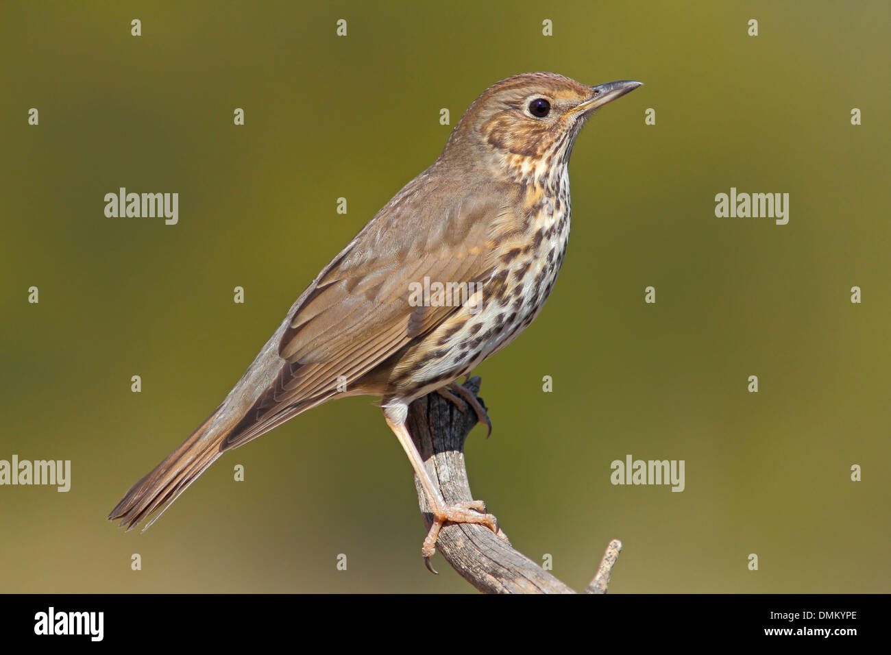 Portrait of Song thrush (Turdus philomelos Stock Photo - Alamy