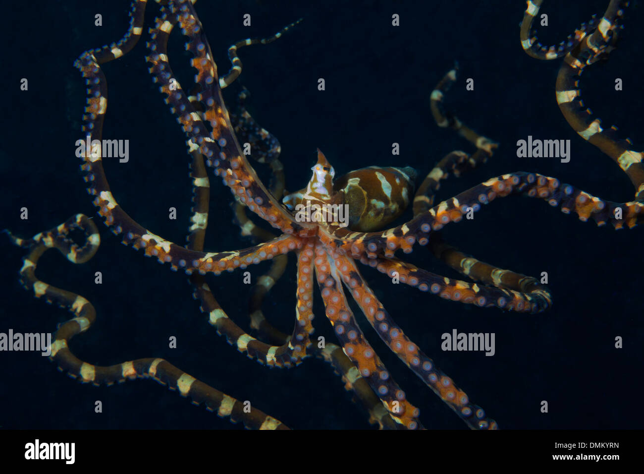 Wonderpus octopus (Wunderpus photogenicus) imaged in blue water. Lembeh ...