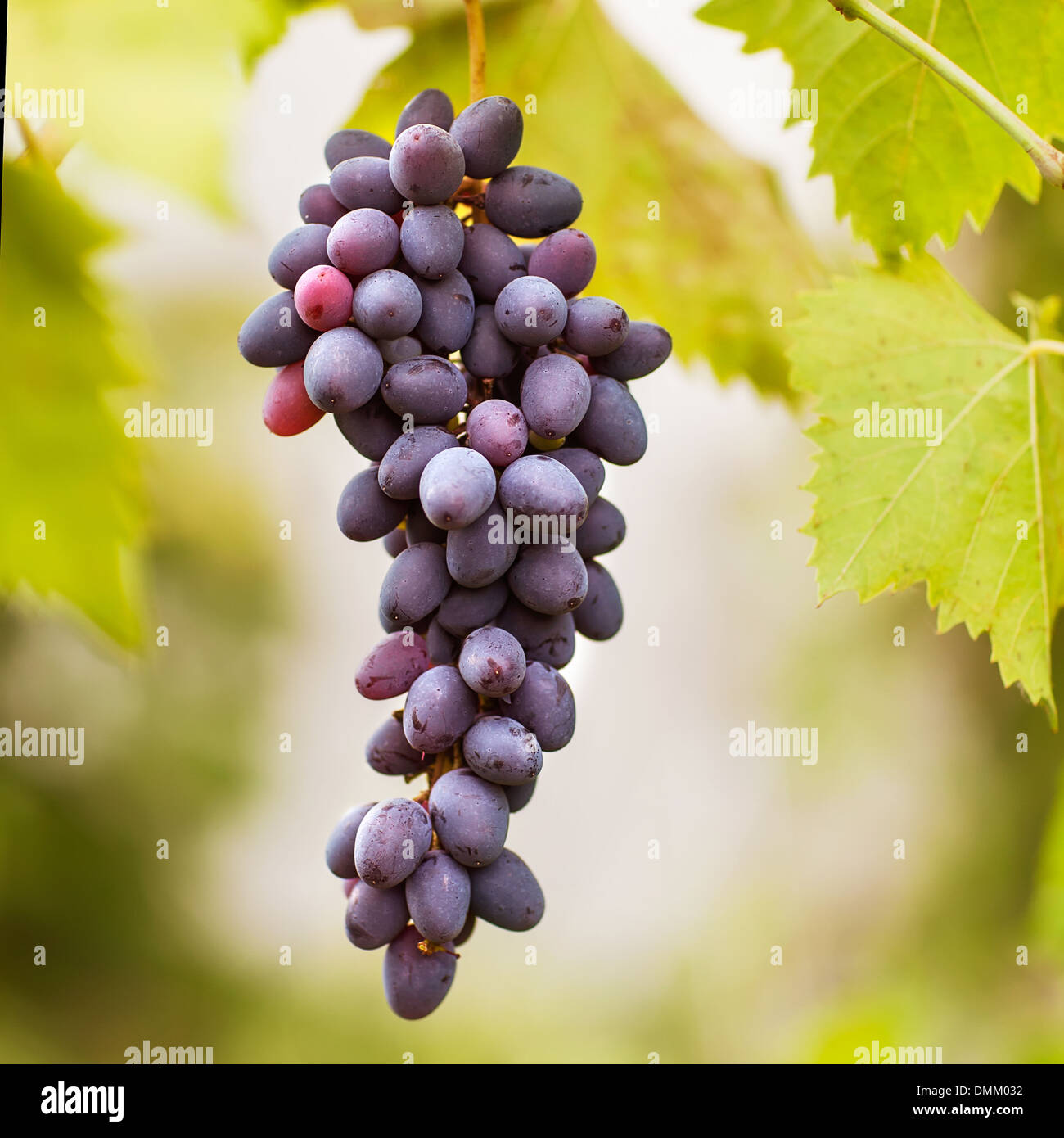 Sun Setting on Red Grapes Stock Photo - Alamy