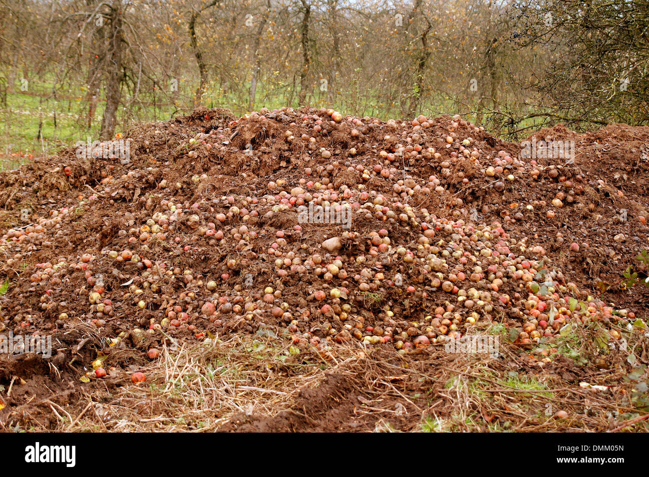 Rotting apples, a pile of apples which have fallen on the ground being ...