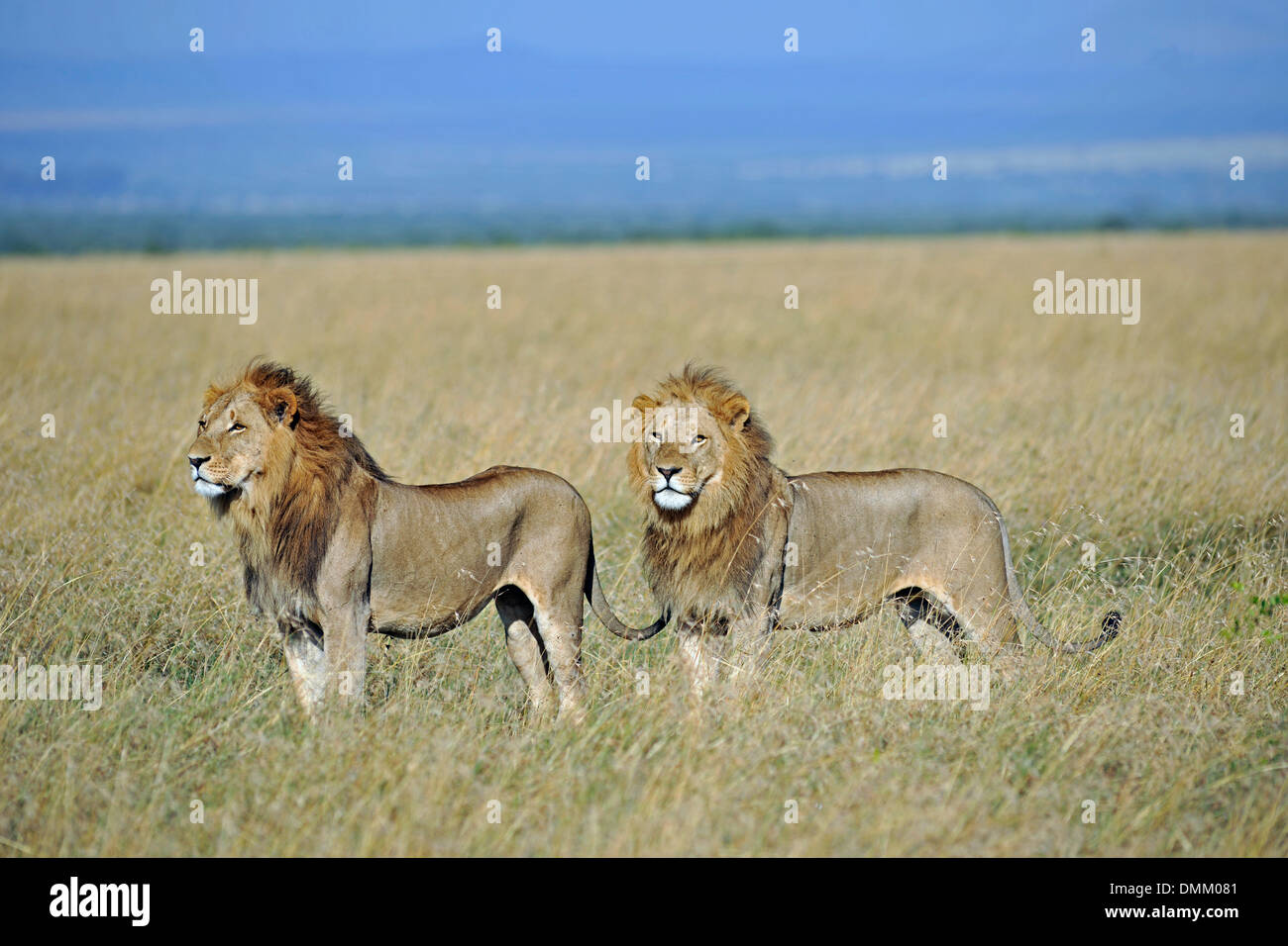 lion in the savanna of africa Stock Photo - Alamy