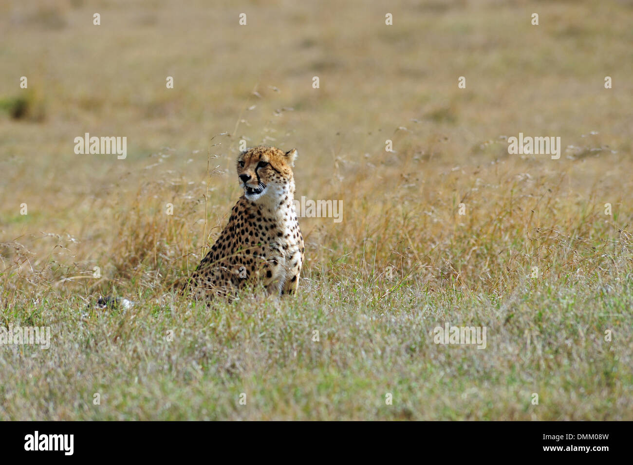Cheetah run hi-res stock photography and images - Alamy