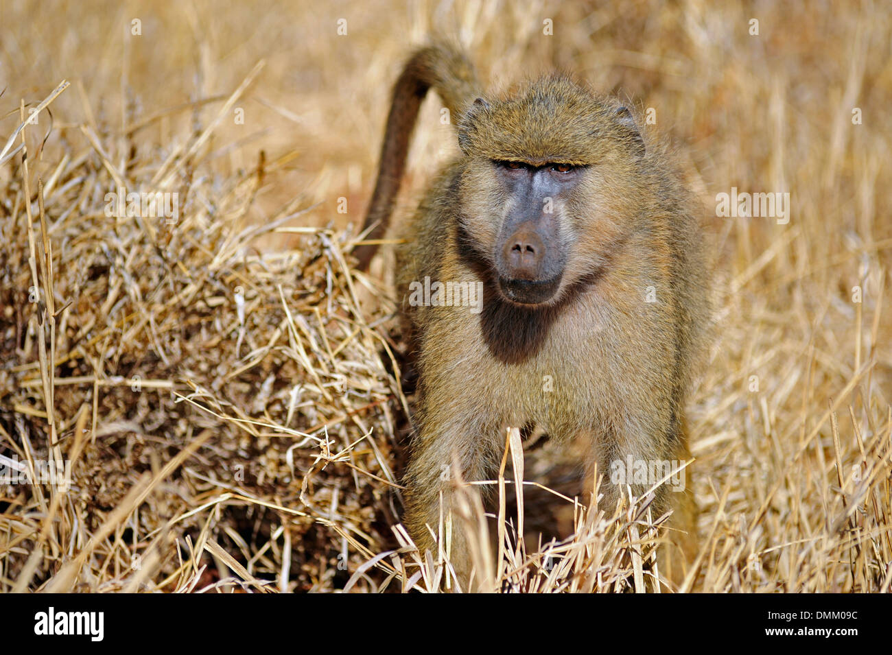 baboon in the desert of kenya Stock Photo - Alamy