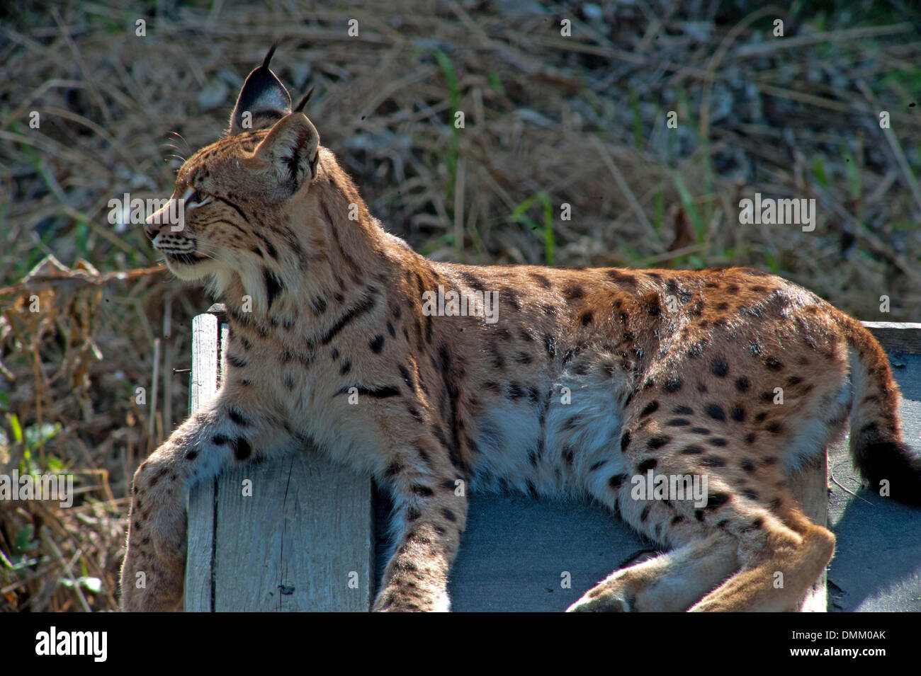 lynx on the hunt in his area Stock Photo - Alamy