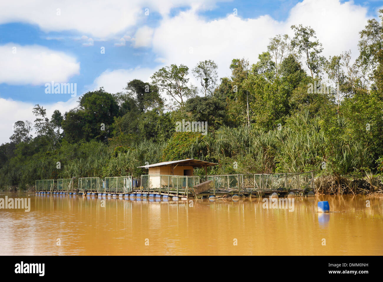 Muddy Jungle River Prawn farm Stock Photo - Alamy