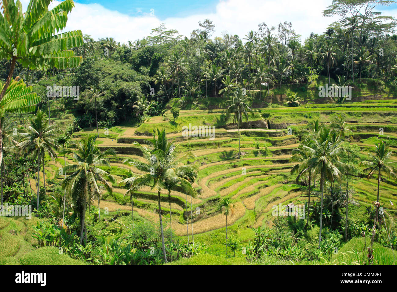 Terraced Rice Fields Bali Indonesia Stock Photo - Alamy