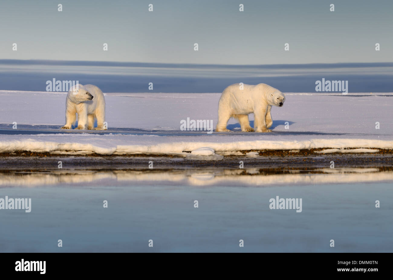 Two polar bears on snow covered Barter Island Kaktovik Alaska USA on ...