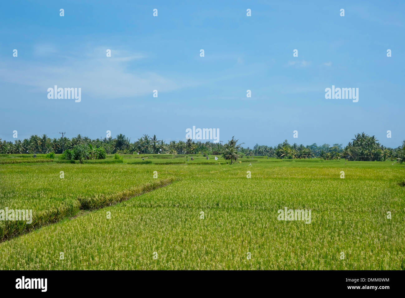 Rice Fields Bali Indonesia Stock Photo - Alamy