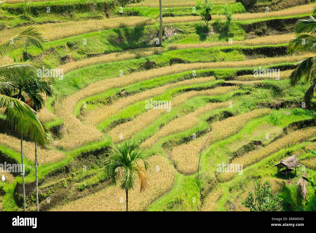 Terraced Rice Fields Bali Indonesia Stock Photo - Alamy