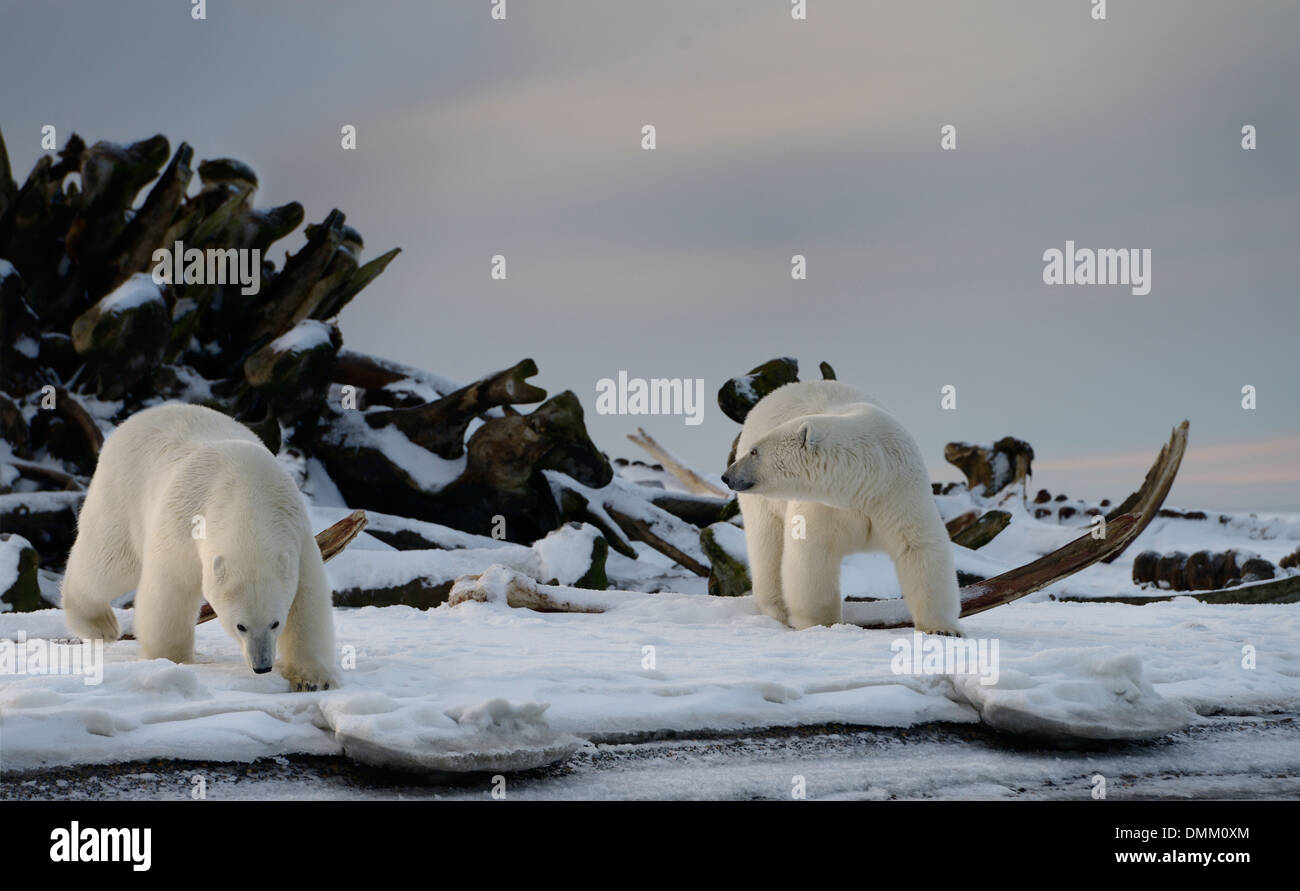 Two Polar bears at the whale bone pile on Barter Island Kaktovik Alaska ...