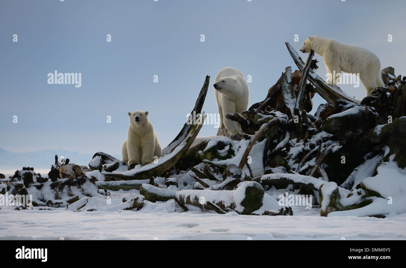 Three Polar bears climbing on snow covered whale bone pile on Barter ...
