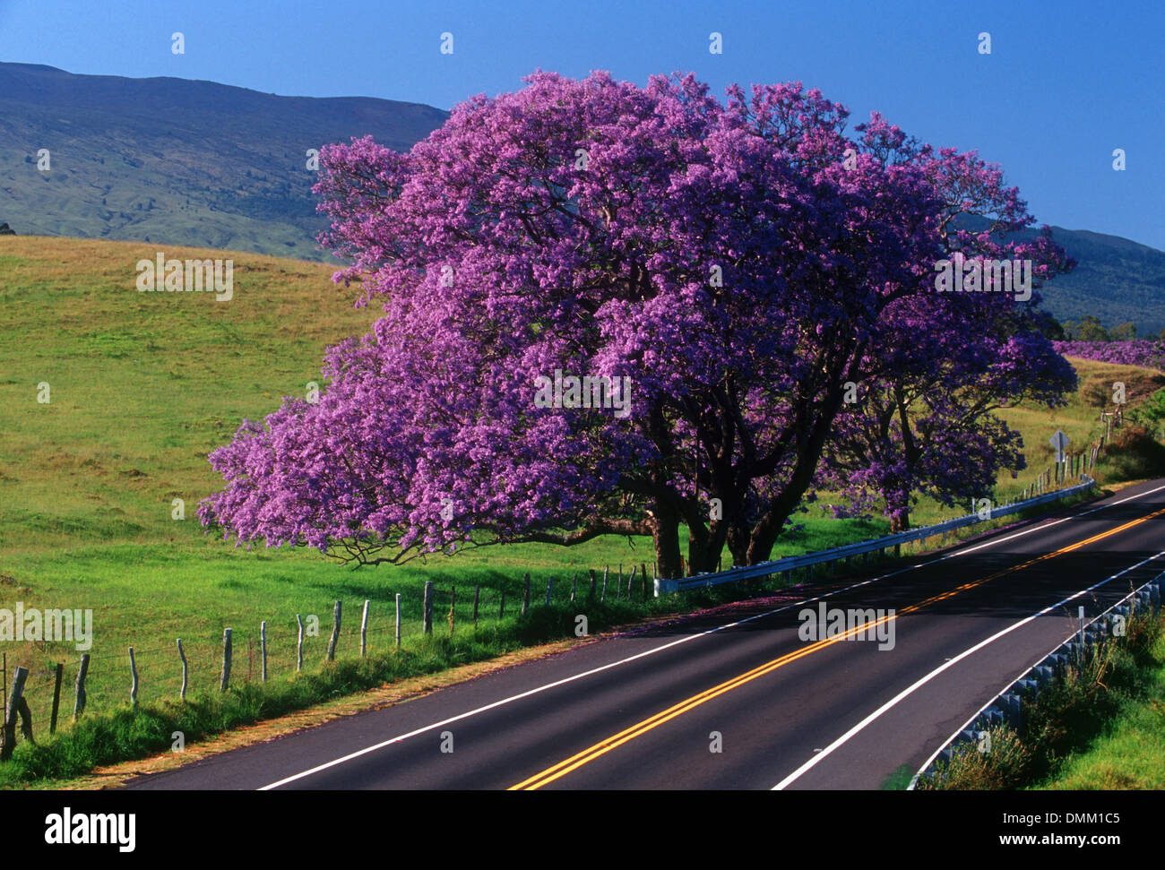Spring time upcountry Maui comes to life with Jacaranda trees Stock ...