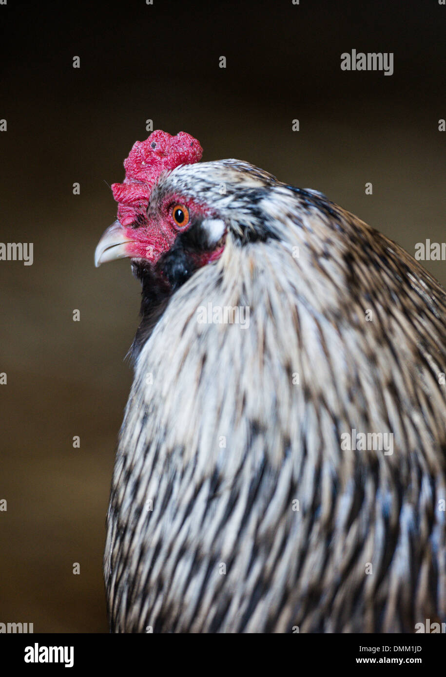 Rooster on a typical American farm Stock Photo - Alamy