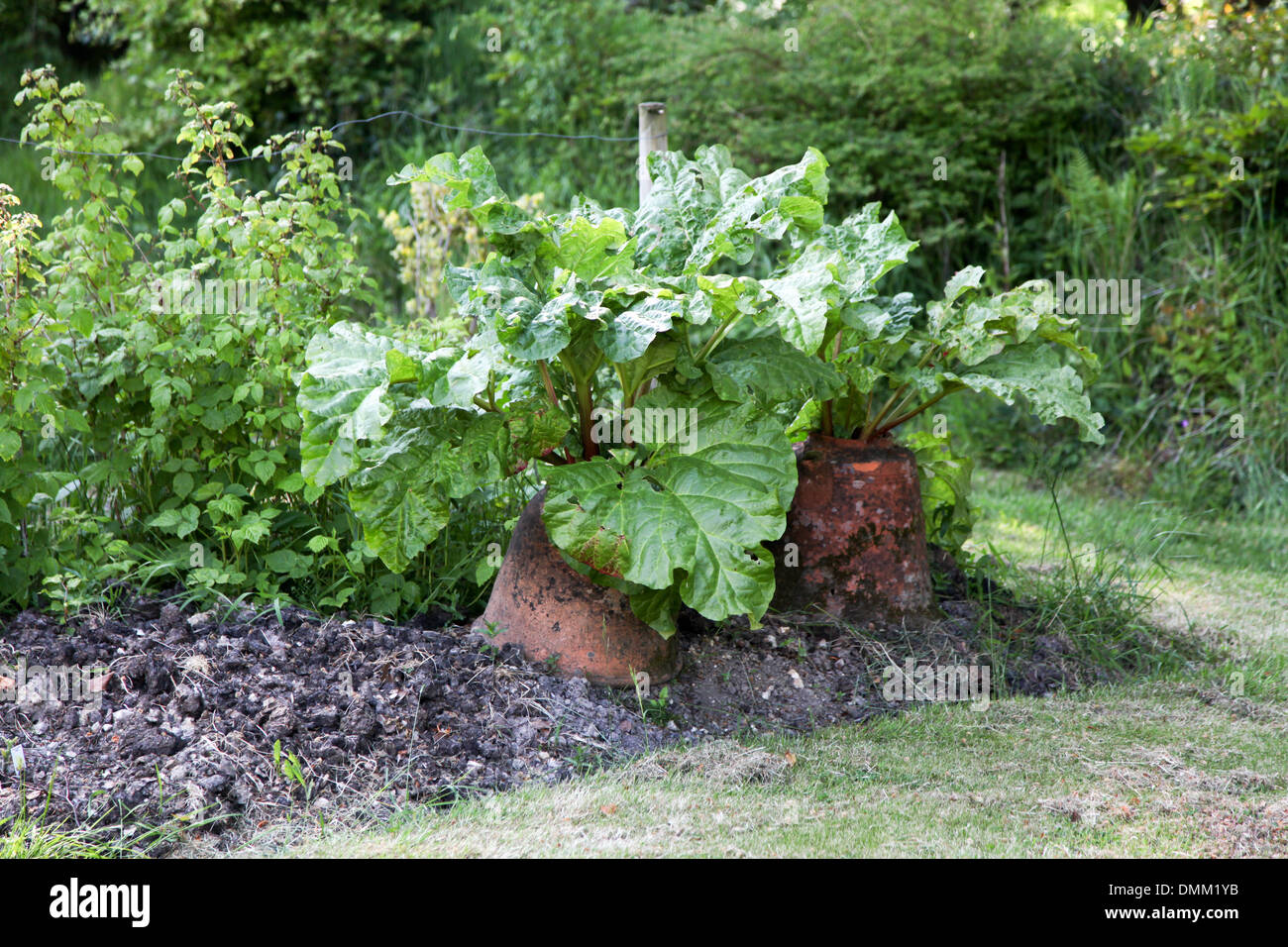 Rhubarb in forcing pots hi-res stock photography and images - Alamy