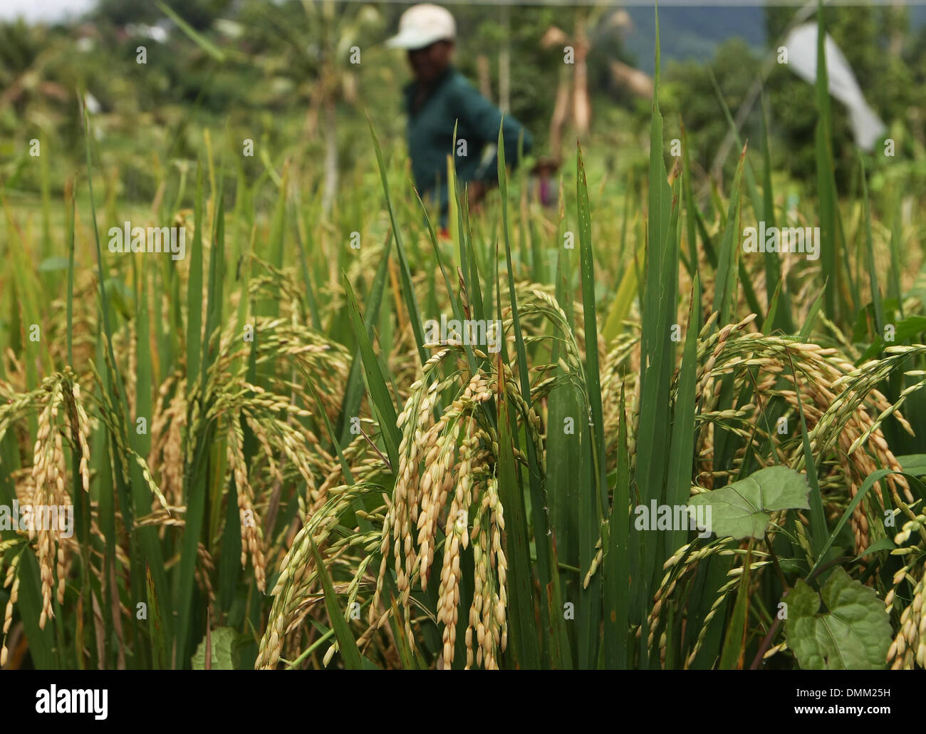 Balinese irrigation system hi-res stock photography and images - Alamy