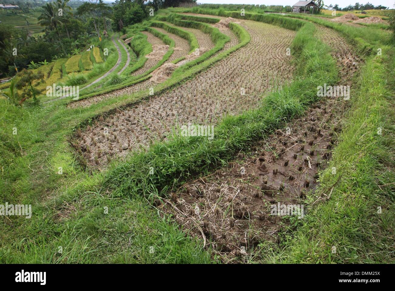 Ubud, Bali, Indonesia. 15th Dec, 2013. Subak is a traditional Balinese ...