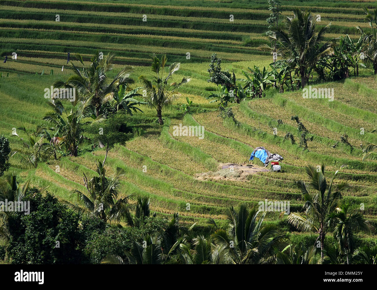 Pace of ubud hi-res stock photography and images - Alamy