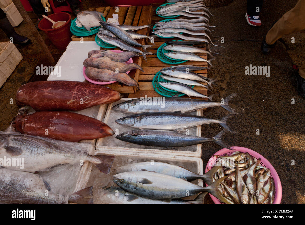 Various fresh fish stand at Jagalchi shijang (traditional outdoor ...