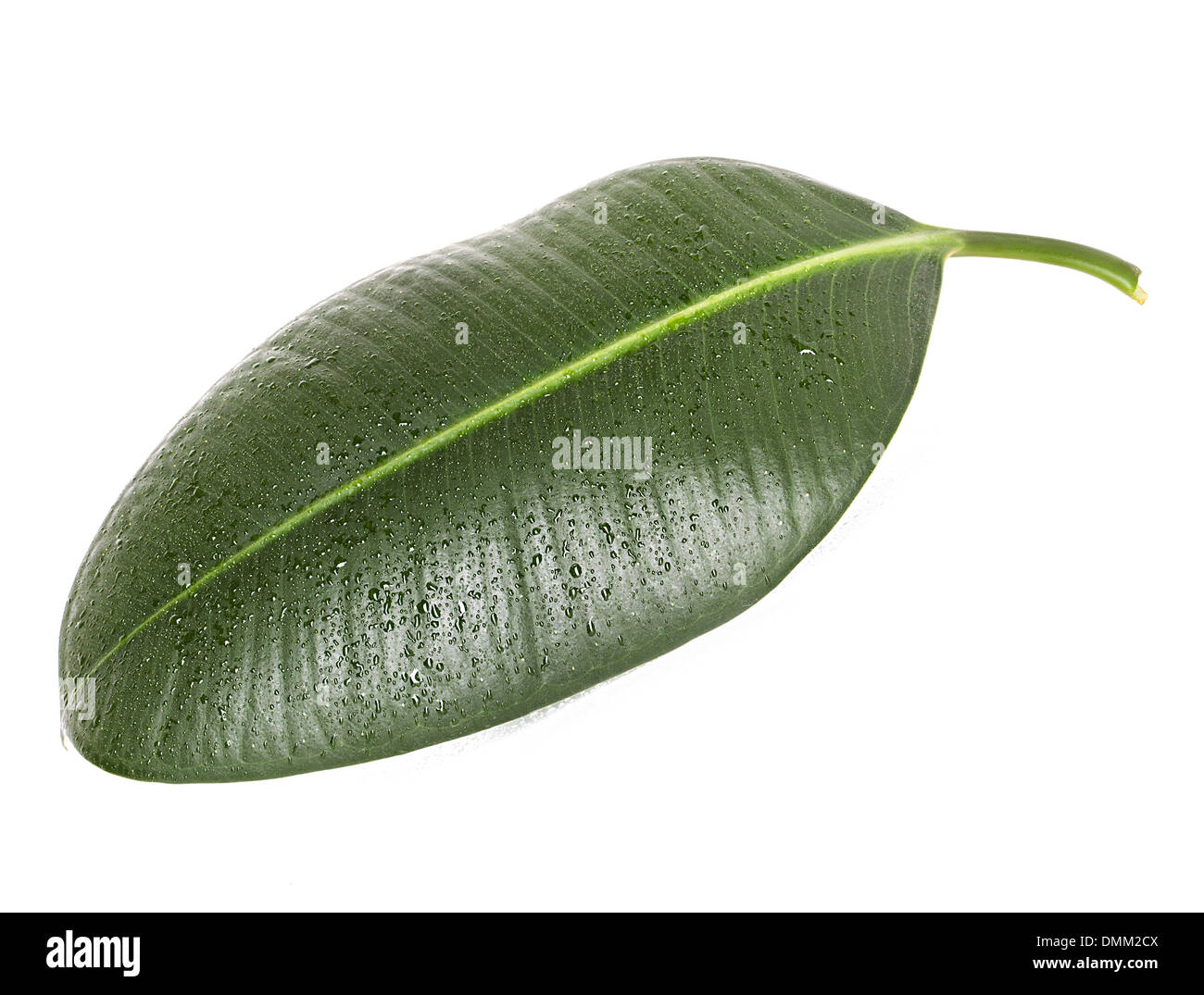 Lush leaf Cut Out Stock Images & Pictures - Alamy