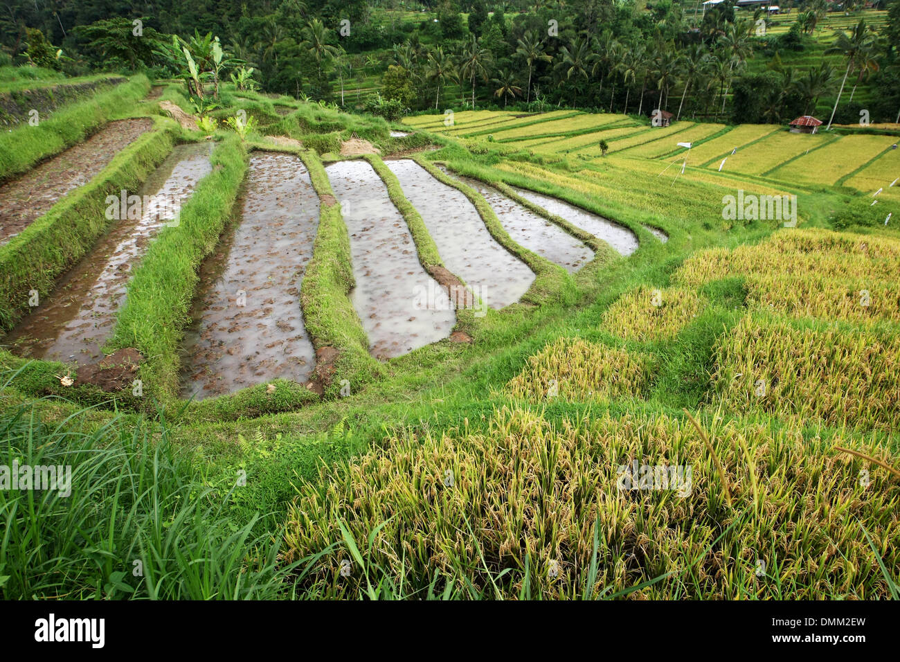 Ubud, Bali, Indonesia. 15th Dec, 2013. Subak is a traditional Balinese ...