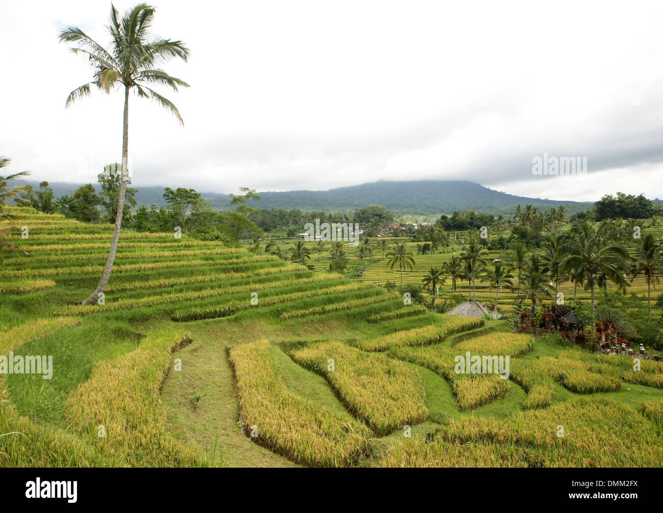 Ubud, Bali, Indonesia. 15th Dec, 2013. Subak is a traditional Balinese ...