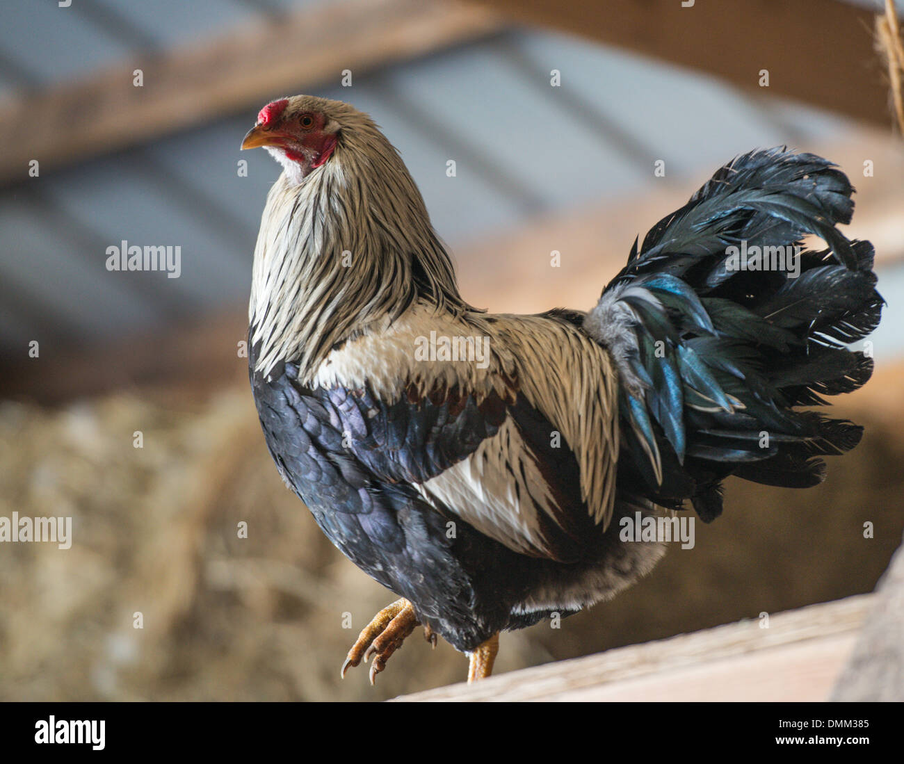 Rooster on a typical American farm Stock Photo - Alamy