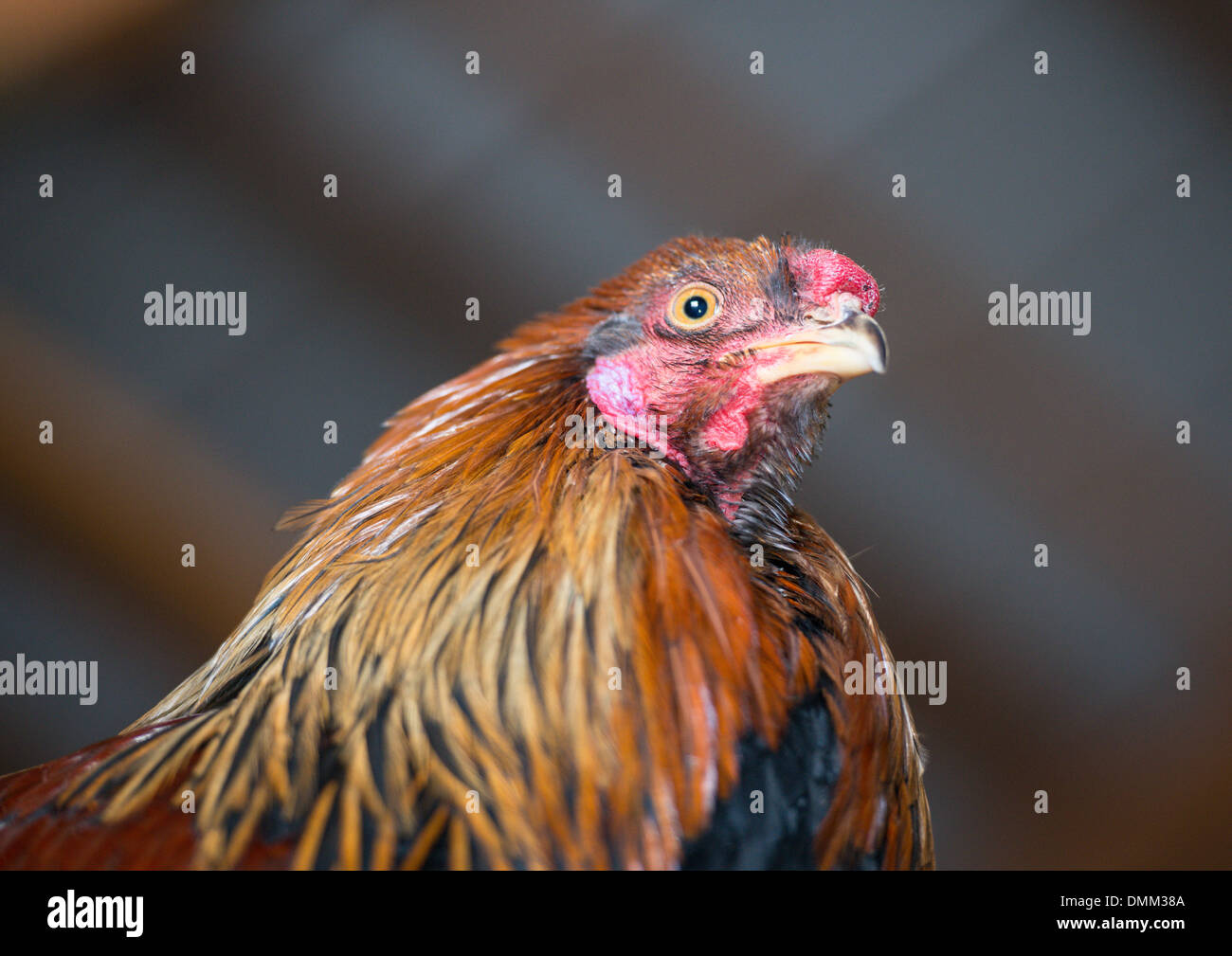 Rooster on a typical American farm Stock Photo - Alamy