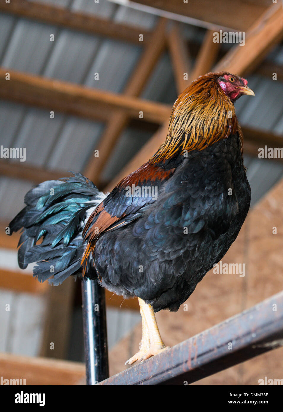 The rooster beam hi-res stock photography and images - Alamy