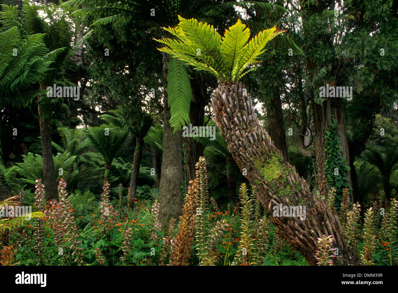Fern Tree in Golden Gate Park, San Francisco, California Stock Photo ...
